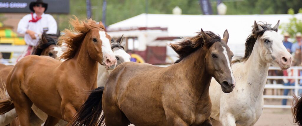 Rodeo 101 - Cheyenne Frontier Days